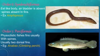 Pisces classication ppt | PPTX