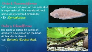 Pisces classication ppt | PPTX