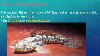 Pisces classication ppt | PPTX