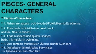 Pisces classication ppt | PPTX