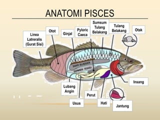 Pisces | PPT