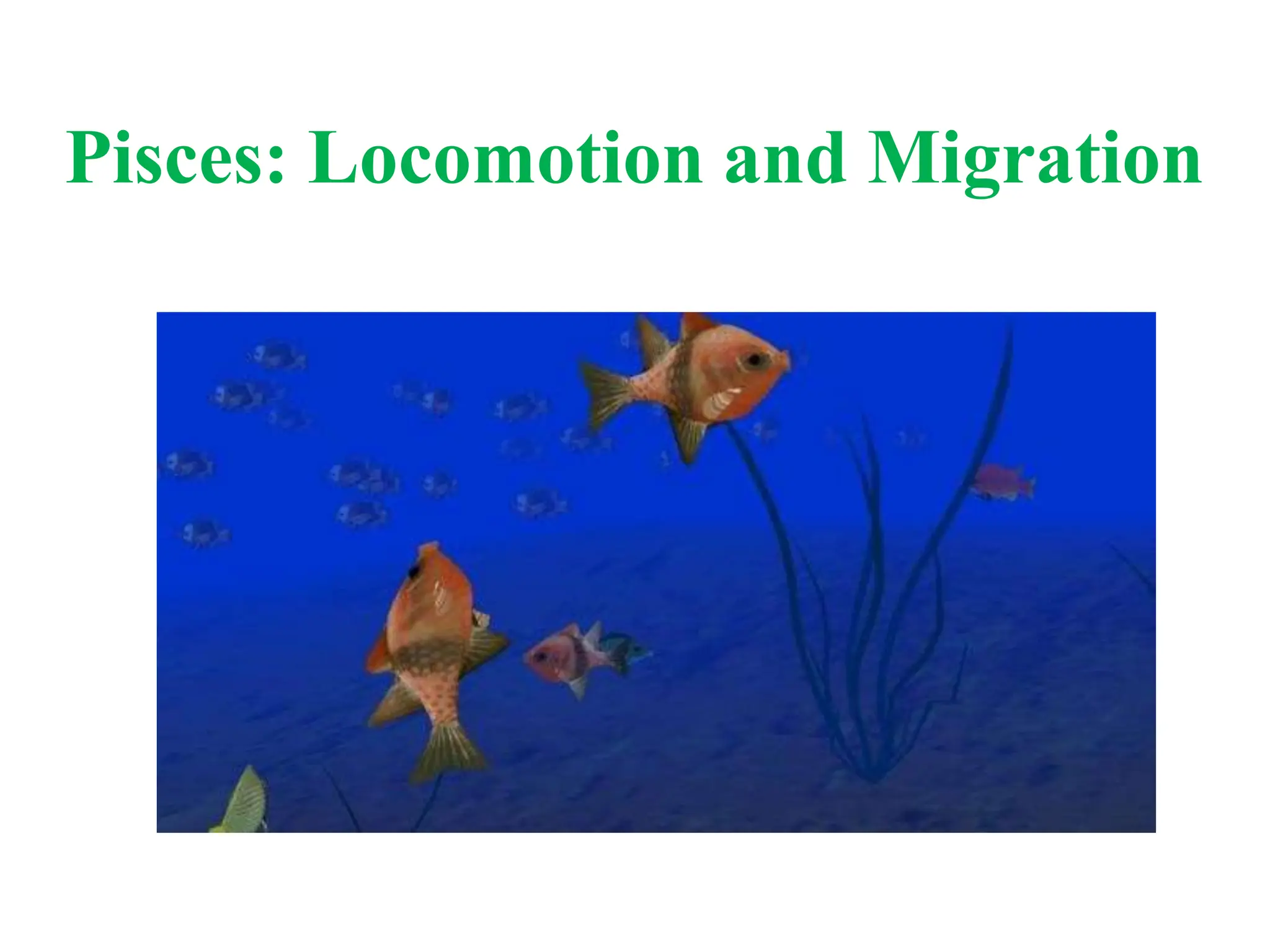Locomotion in fishes has been classified into three types: Anguilliform ...