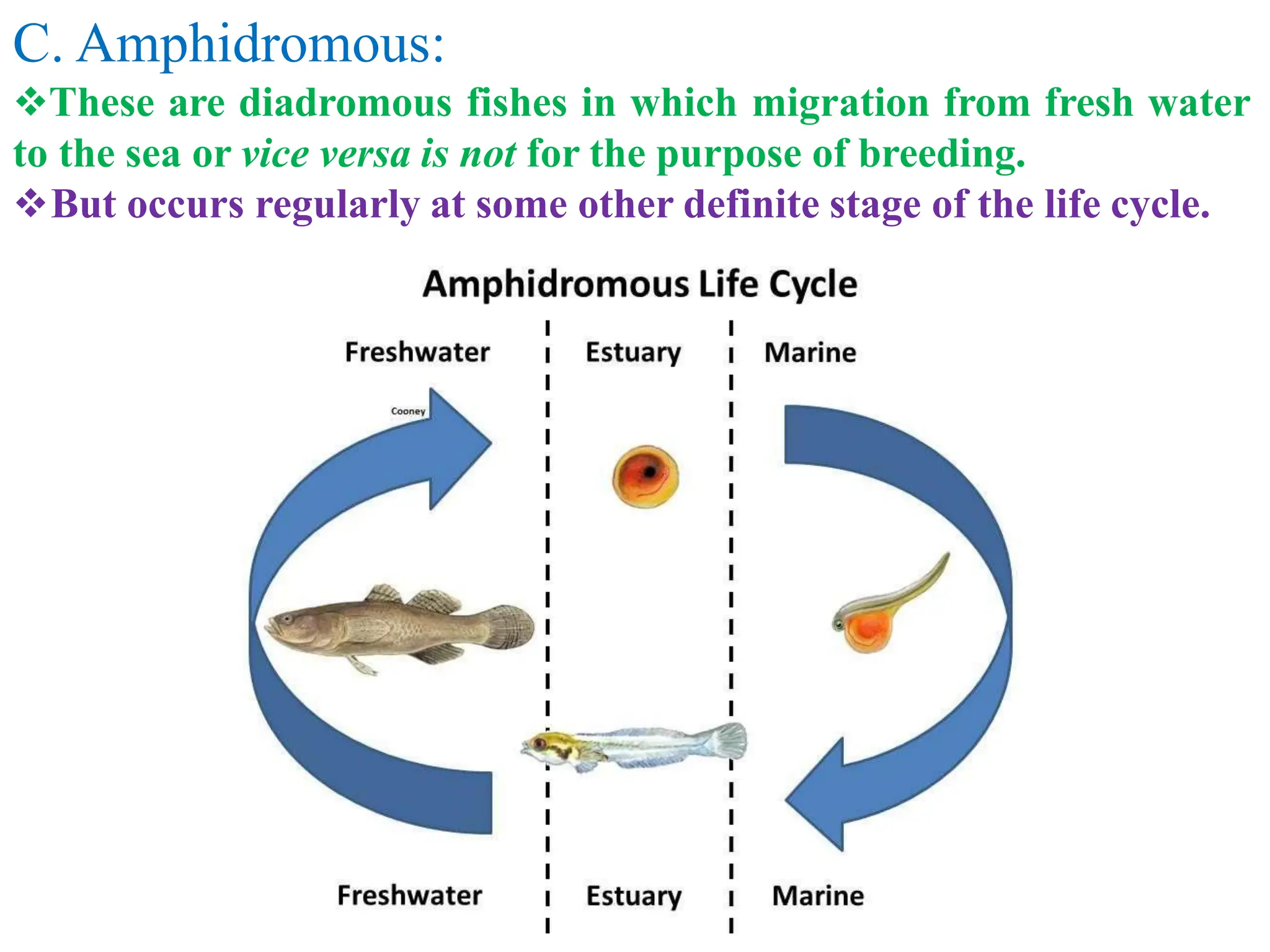 Locomotion in fishes has been classified into three types: Anguilliform ...