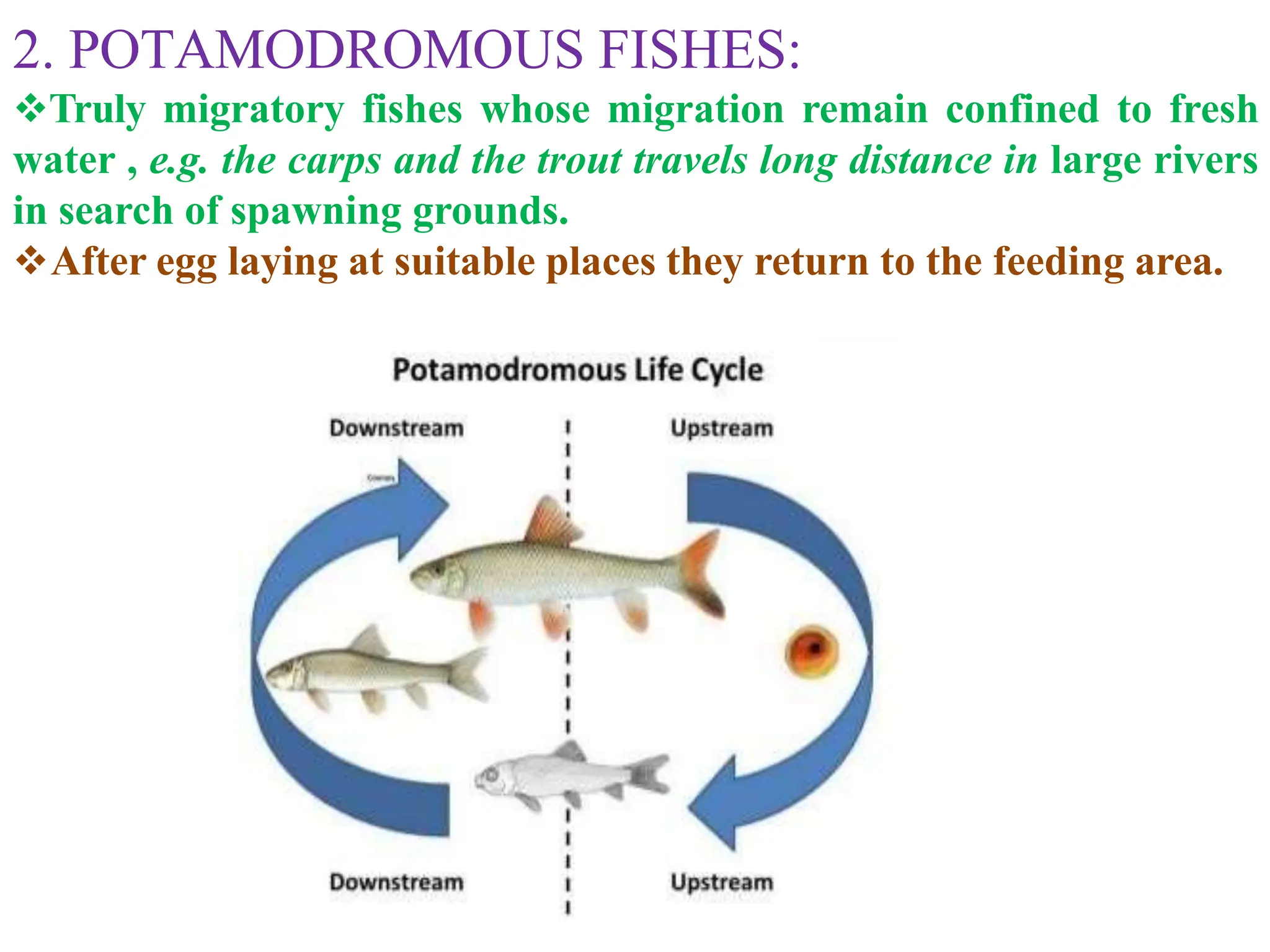 Locomotion in fishes has been classified into three types: Anguilliform ...