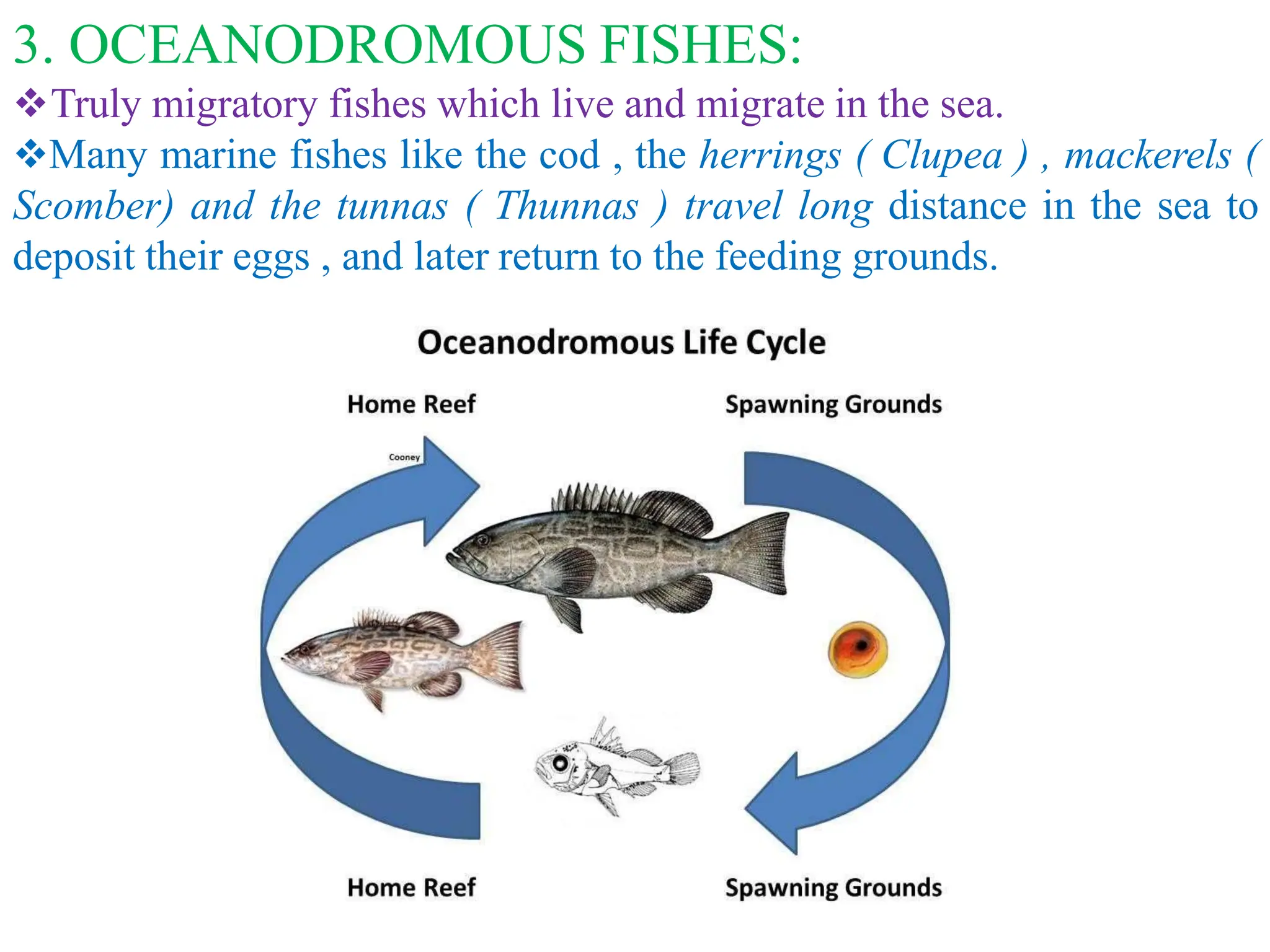 Locomotion in fishes has been classified into three types: Anguilliform ...