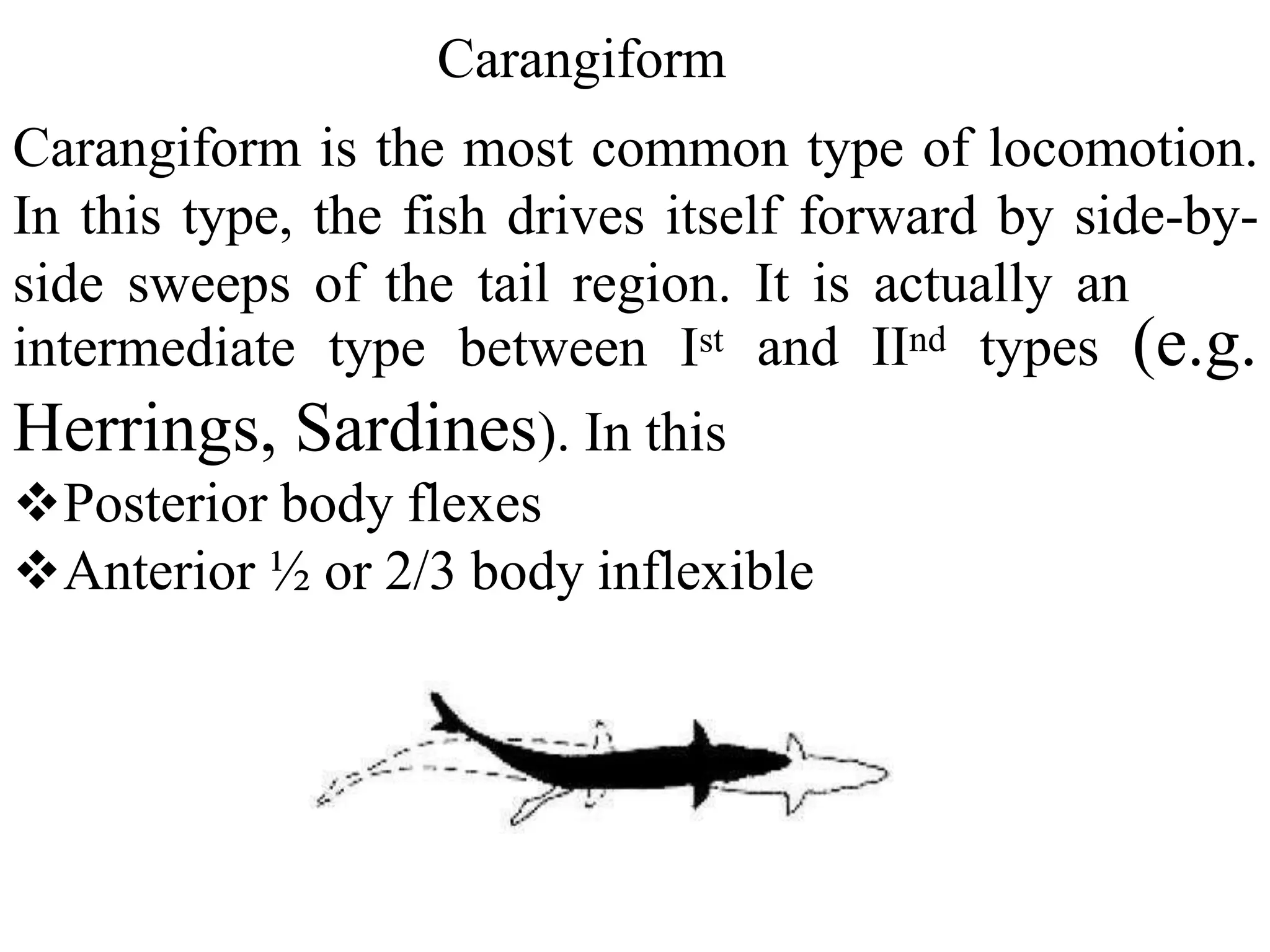 Locomotion in fishes has been classified into three types: Anguilliform ...