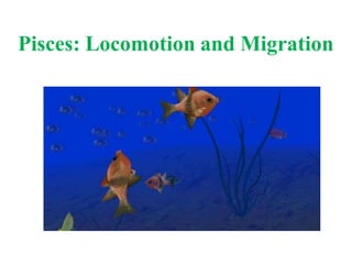 Locomotion in fishes has been classified into three types: Anguilliform ...