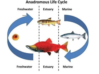 Locomotion in fishes has been classified into three types: Anguilliform ...