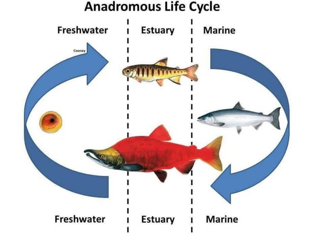 Locomotion in fishes has been classified into three types: Anguilliform ...