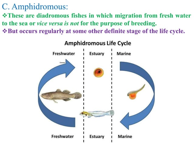 Locomotion in fishes has been classified into three types: Anguilliform ...