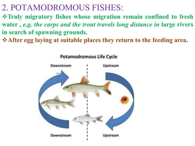 Locomotion in fishes has been classified into three types: Anguilliform ...