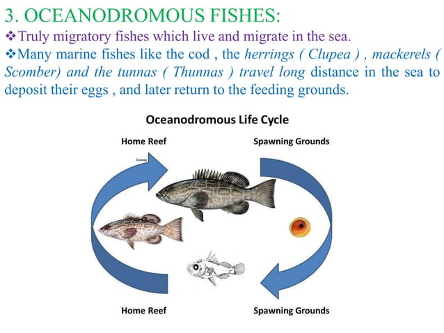 Locomotion in fishes has been classified into three types: Anguilliform ...