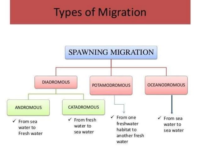 Locomotion in fishes has been classified into three types: Anguilliform ...
