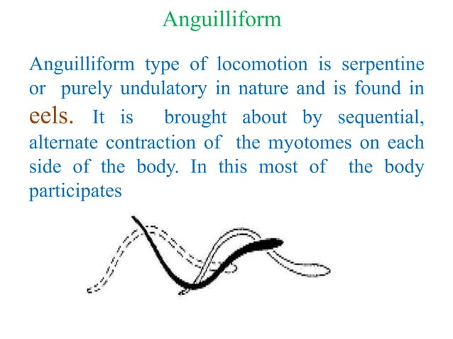 Locomotion in fishes has been classified into three types: Anguilliform ...