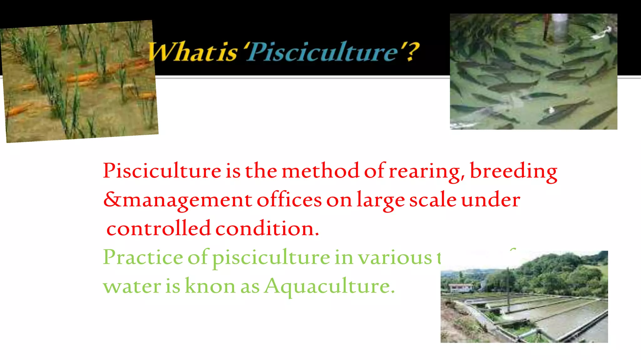 Pisciculture | PPTX