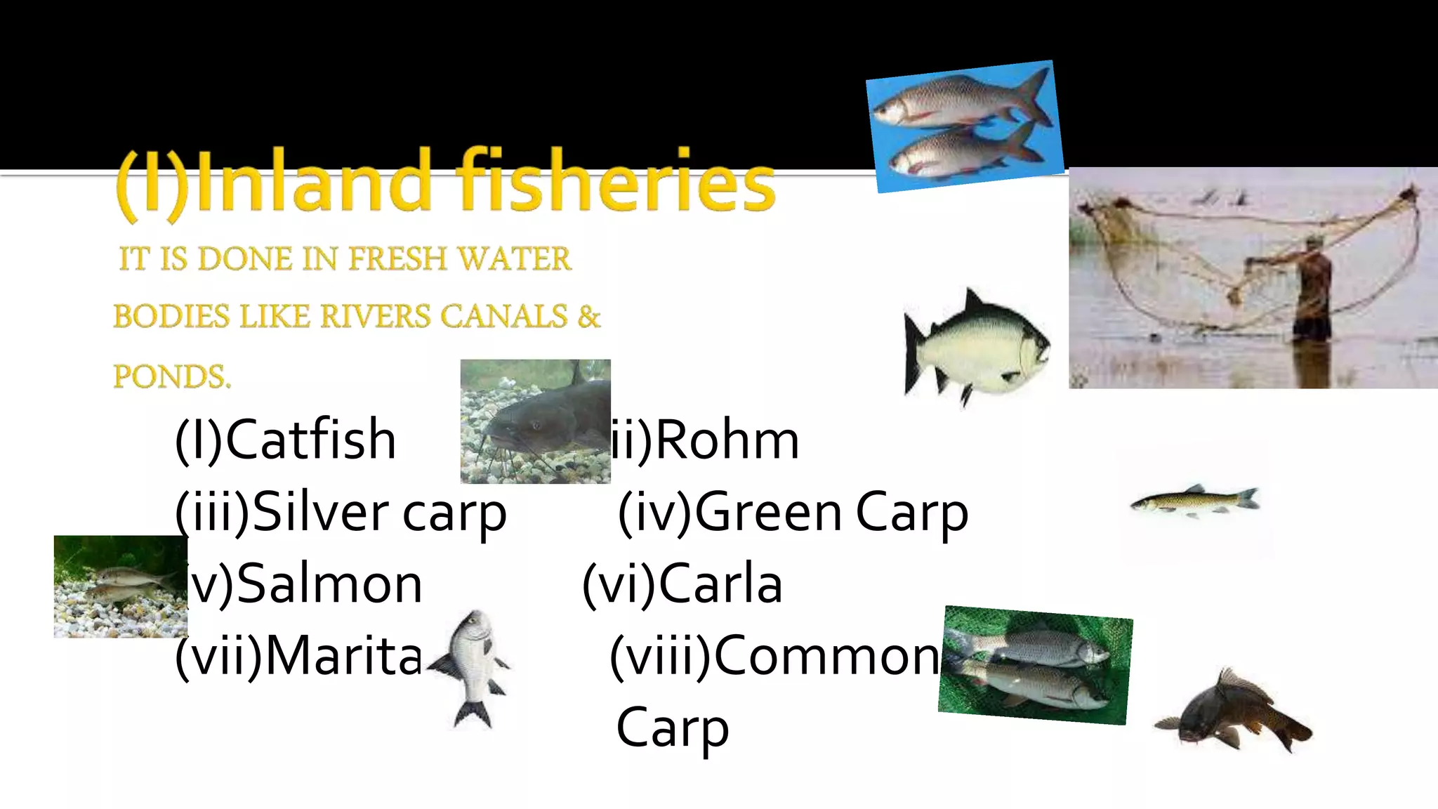 Pisciculture | PPTX