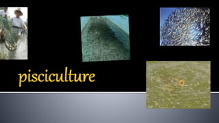 Pisciculture | PPTX