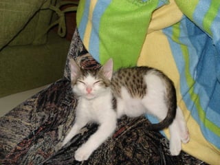 Pisi | PPS
