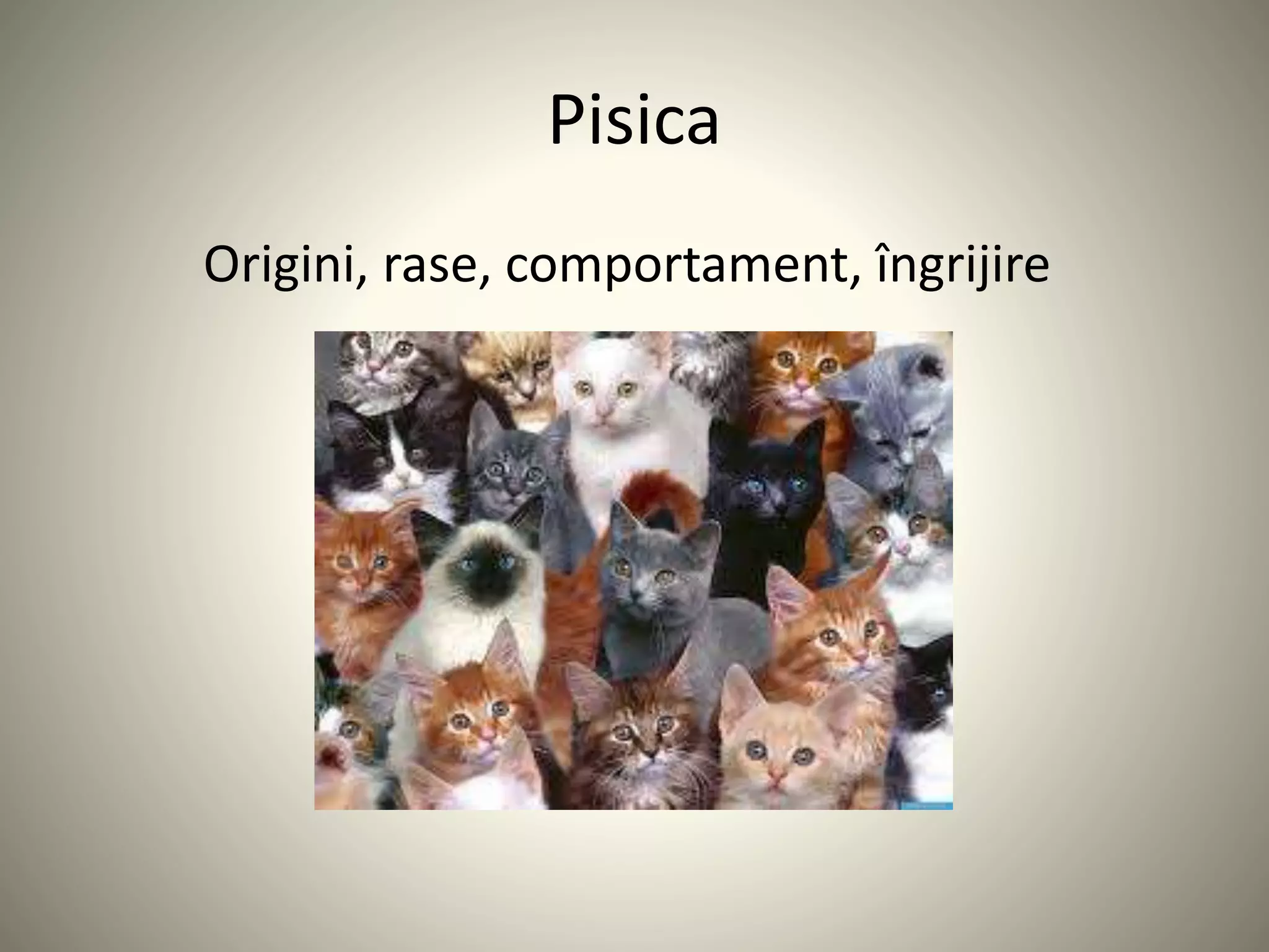 Pisica | PPTX