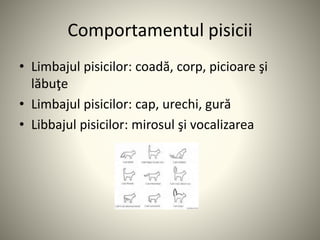 Pisica | PPTX