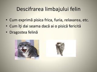 Pisica | PPTX