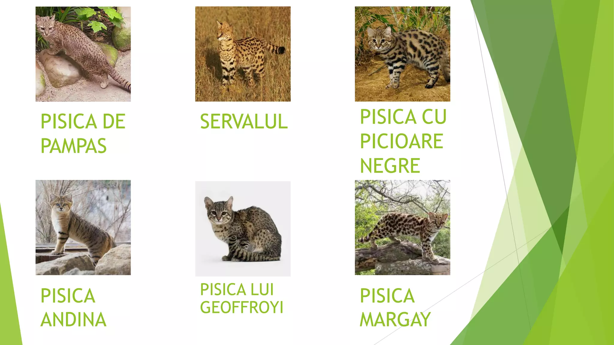 Pisica salbatica 55.pptx