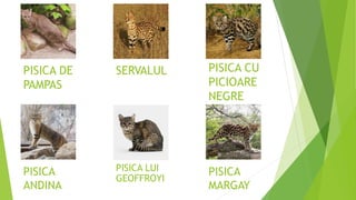 Pisica salbatica 55.pptx