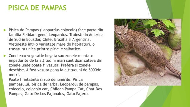 Pisica salbatica 55.pptx