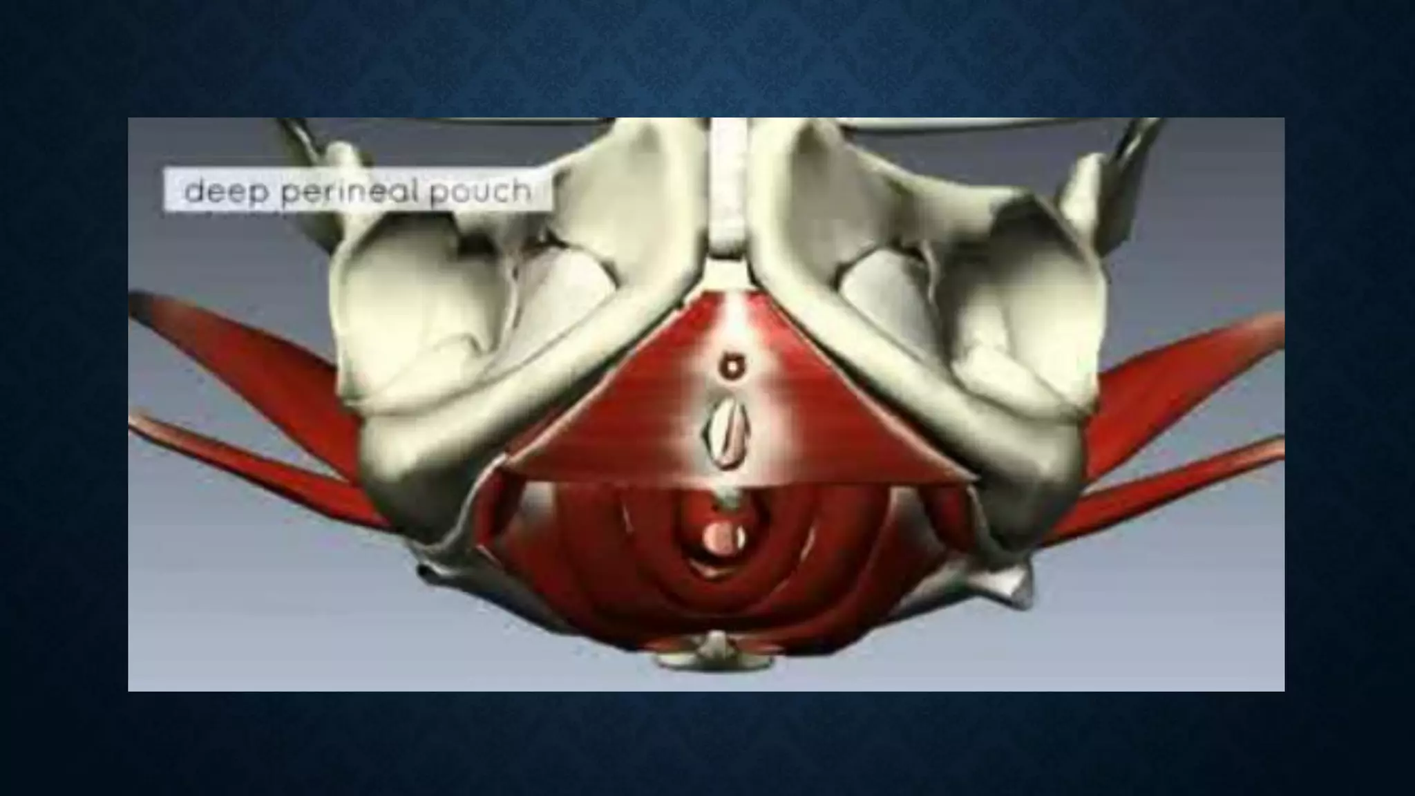 anatomia de piso pelvico, musculo elevador del ano | PDF