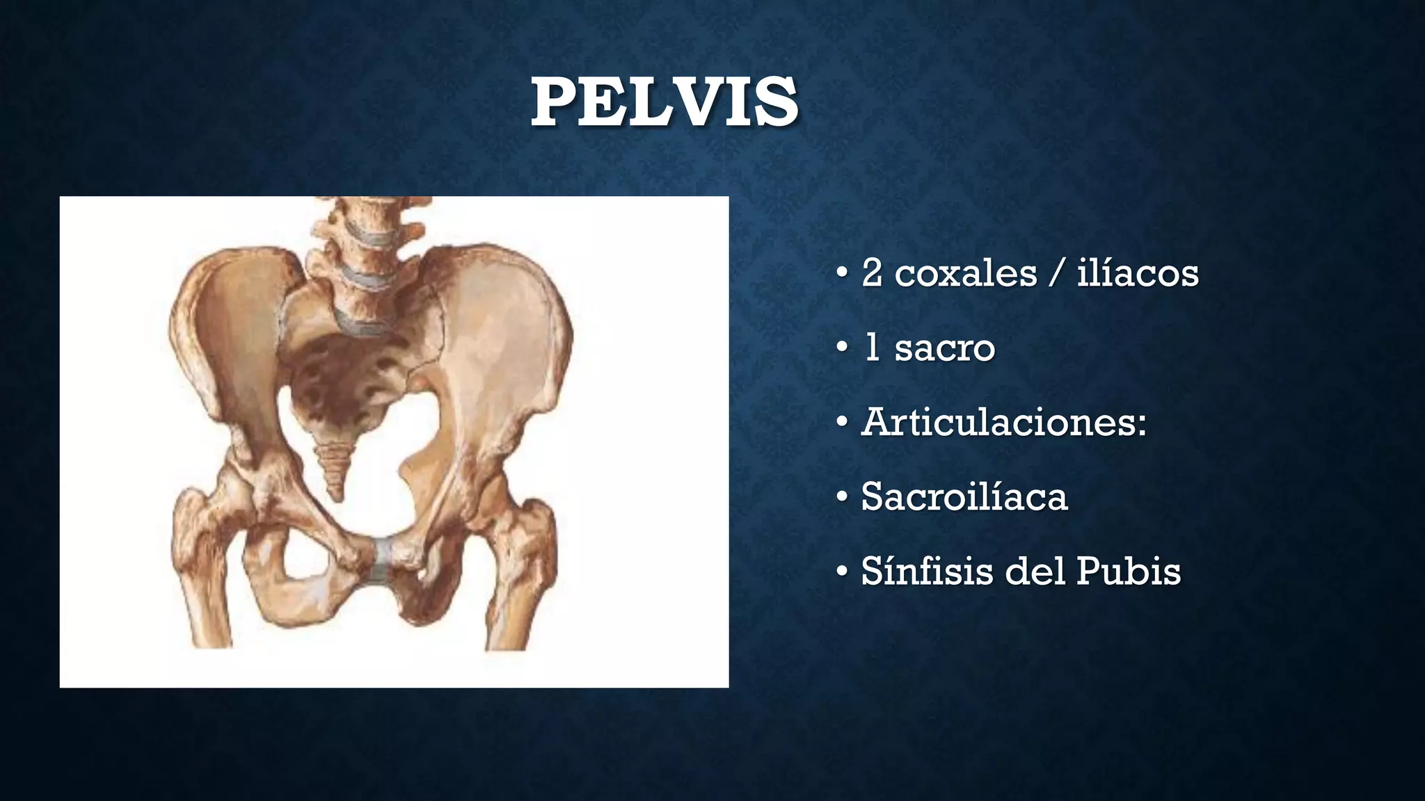 anatomia de piso pelvico, musculo elevador del ano | PDF
