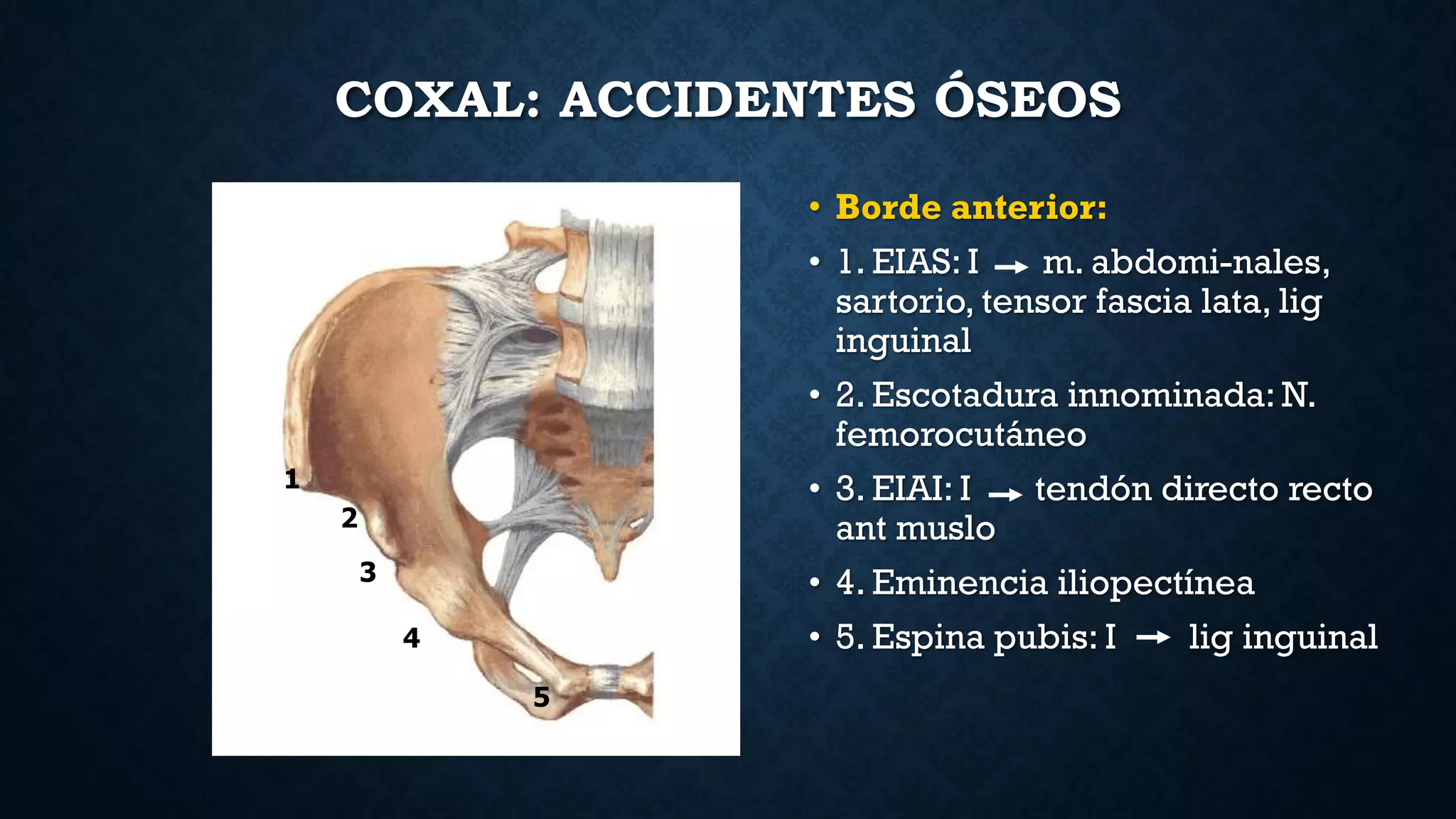 anatomia de piso pelvico, musculo elevador del ano | PDF