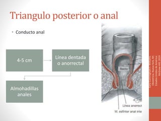 Piso pélvico.pptx