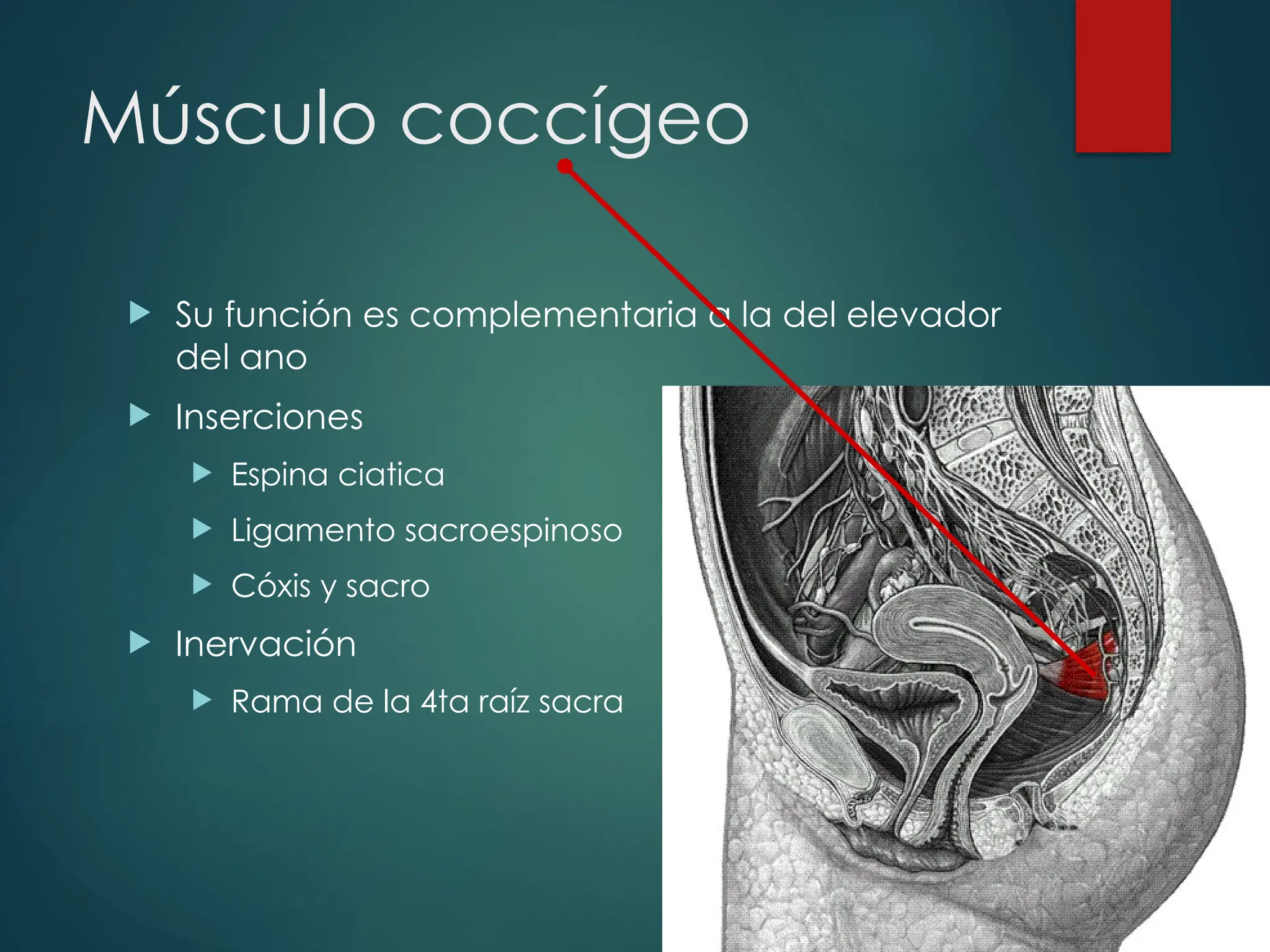 PISO PELVICO.CORRELACIONES ANATOMICAS, RELACIONES Y LIMITES | PPTX