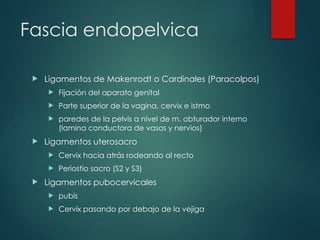 PISO PELVICO.CORRELACIONES ANATOMICAS, RELACIONES Y LIMITES | PPTX