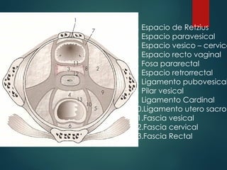 PISO PELVICO.CORRELACIONES ANATOMICAS, RELACIONES Y LIMITES | PPTX