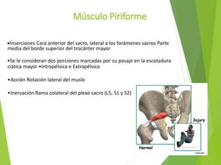 PISO PELVICO UROLOGIA.ppt