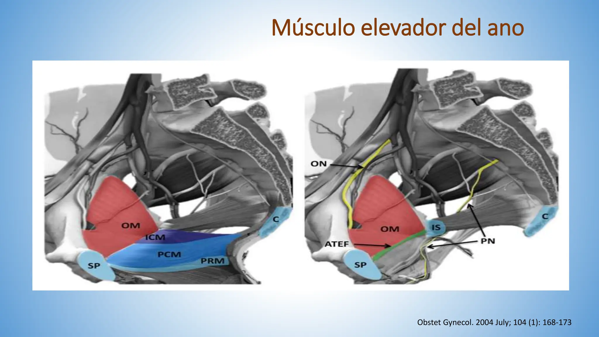 anatomia de piso pelvico femenino final.pptx