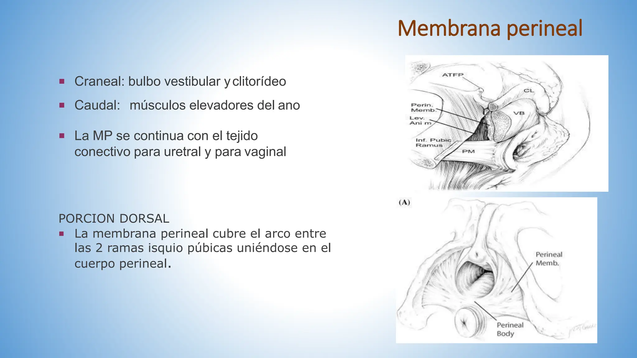 anatomia de piso pelvico femenino final.pptx