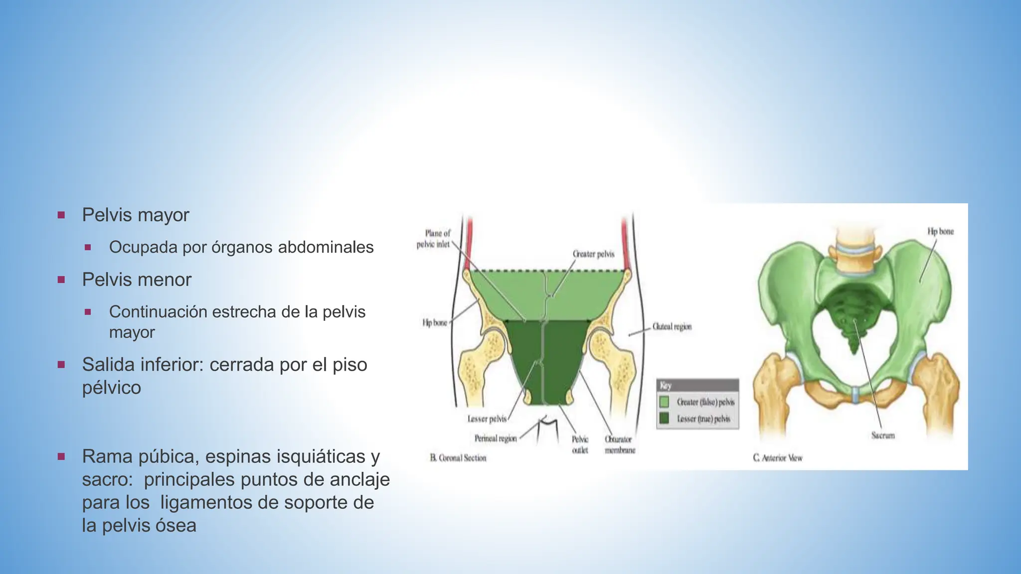 anatomia de piso pelvico femenino final.pptx