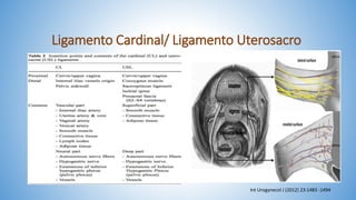 anatomia de piso pelvico femenino final.pptx