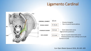 anatomia de piso pelvico femenino final.pptx