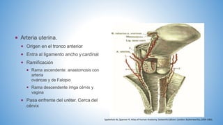 anatomia de piso pelvico femenino final.pptx