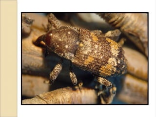 Pissodes castaneus | PPT
