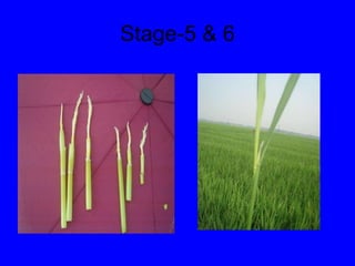 PI stage & adjustment, English.ppt