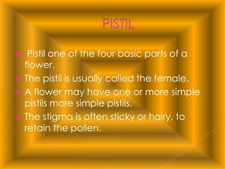 Pistil zainab 4 a | PPTX