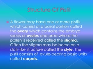 Pistil zainab 4 a | PPTX