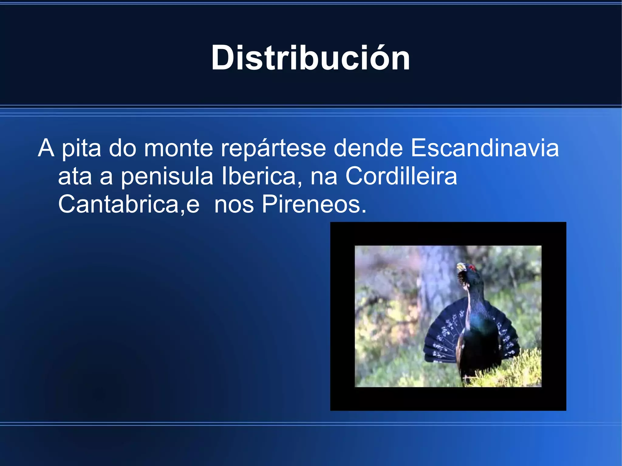 Pita do monte 1 | ODP