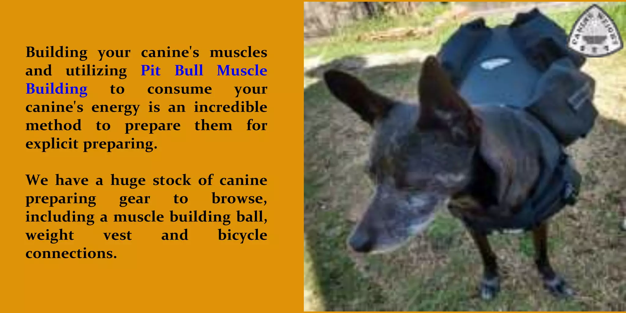 Pit bull muscle building | PPTX