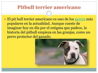 Que Tan Inteligente Es Un Pit Bull Terrier Americano