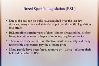 Pit bull terriers | PPT